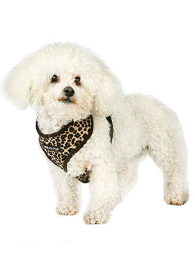 Leopard Print Harness | Patterned Dog Harnesses at Urban Pup